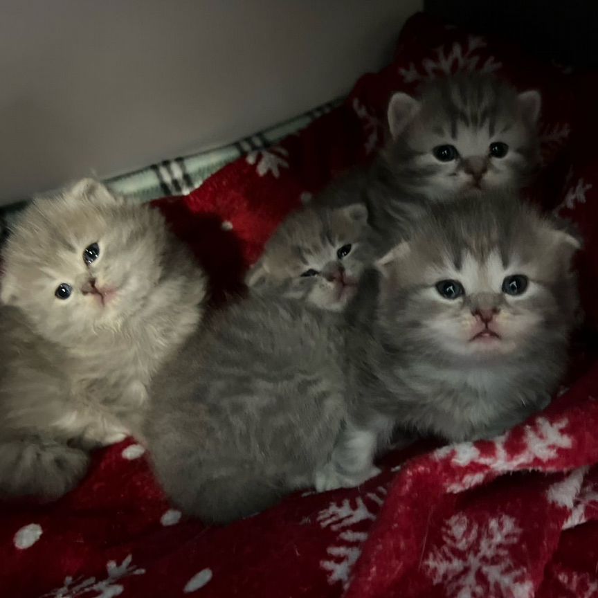 Шотландская длинношерстная котята