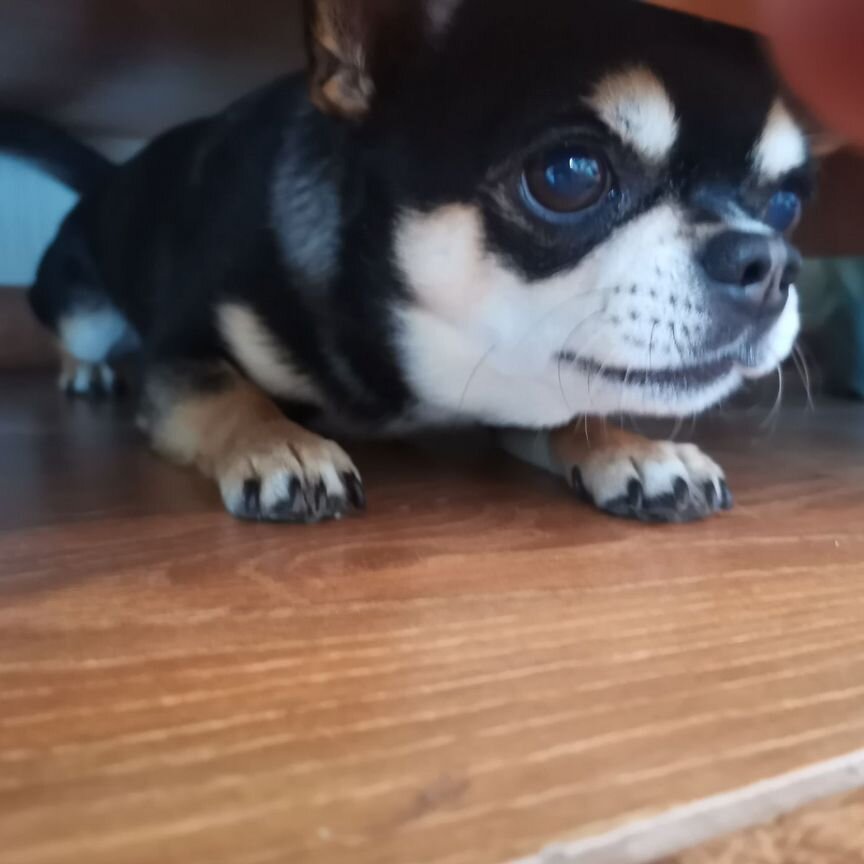 Вязка кобель чихуахуа красивущий самый