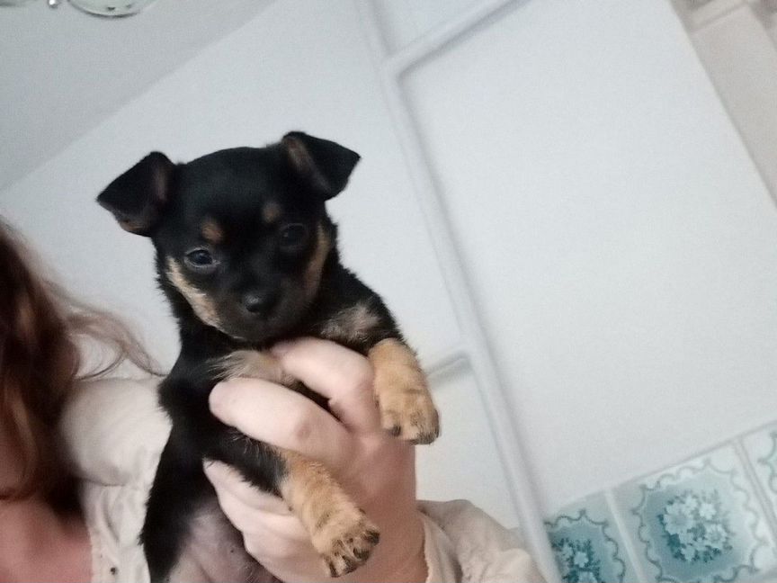 Продам щенков