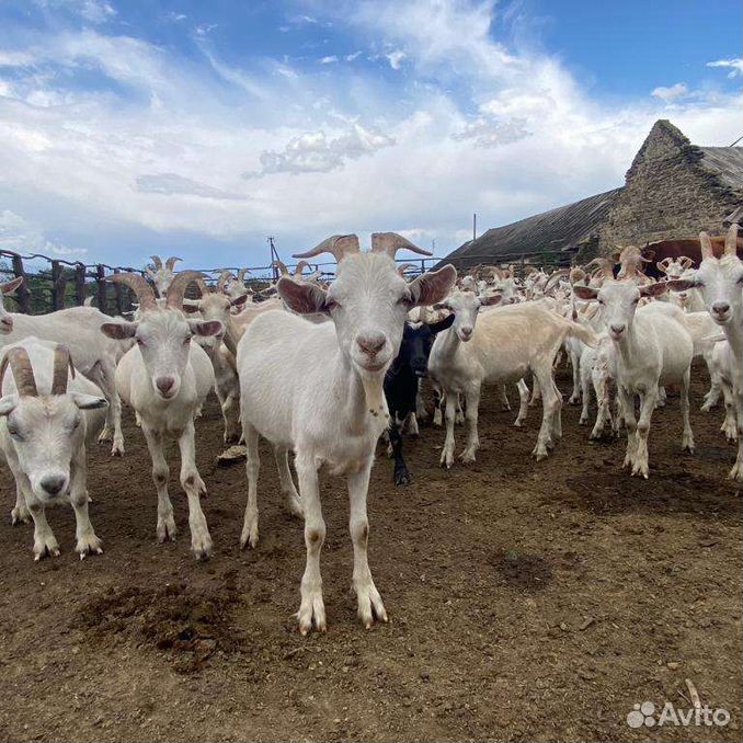 Козы с козлятами