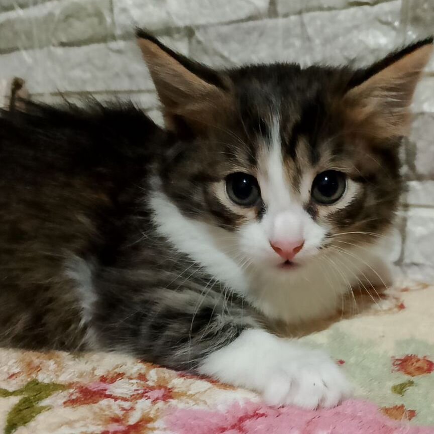 Котёнок в добрые руки