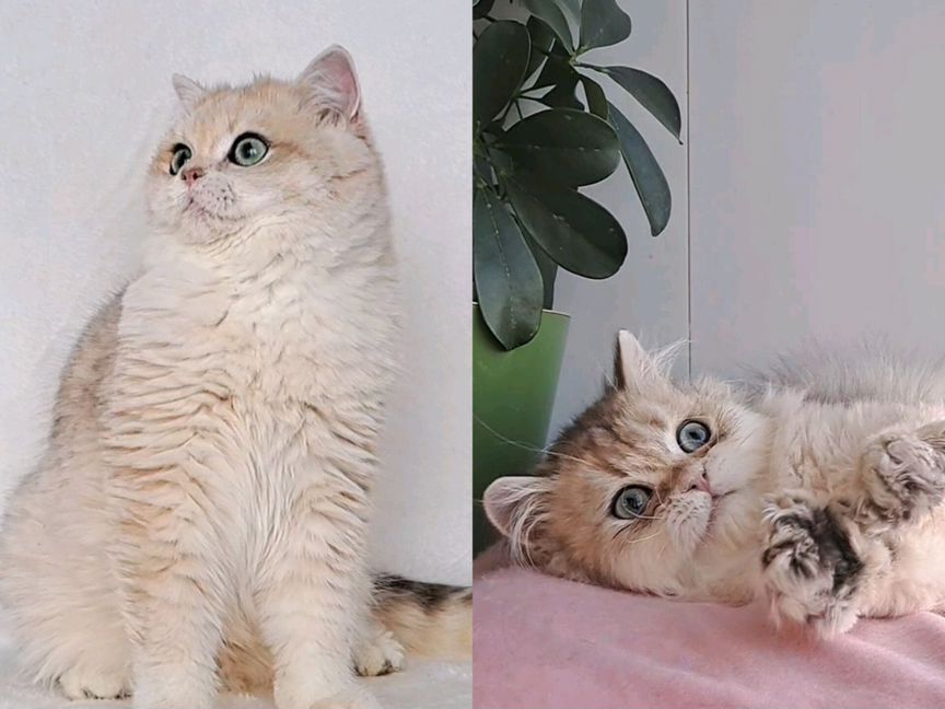 Британская золотая шиншилла котики