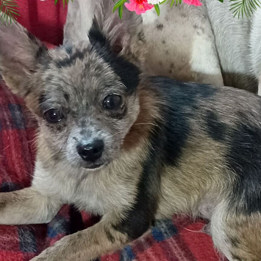 Чихуахуа мальчик