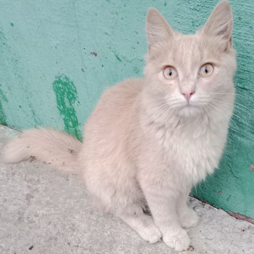 Котенок ищет дом