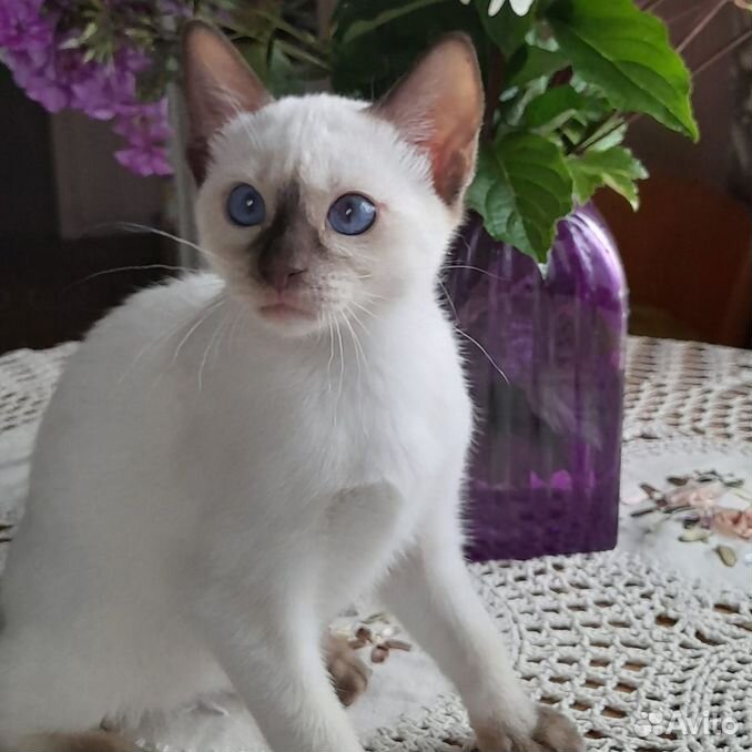 Синеглазый тайчик с документами