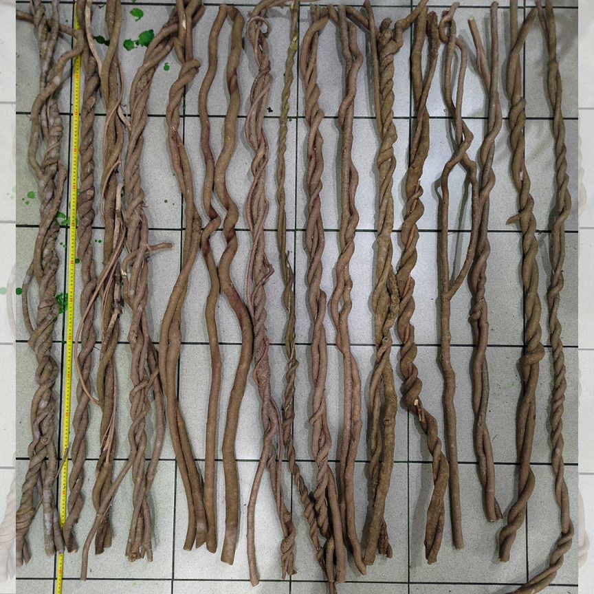 Лиана растение декор террариум