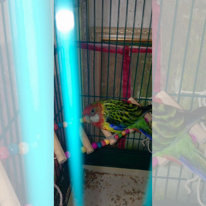 Попугай розелла