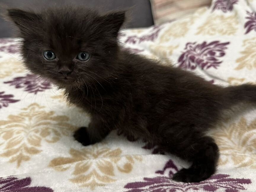 Котёнок чертёнок от кошки мышеловки