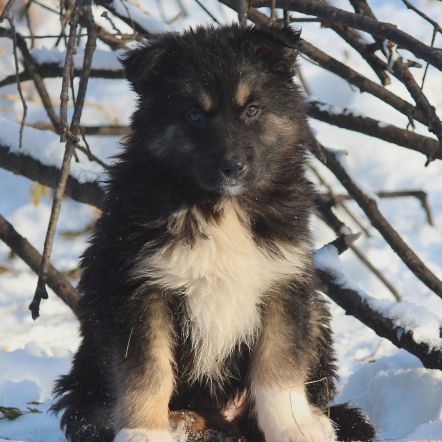 Девочка Адисса, 2 мес, будет средней