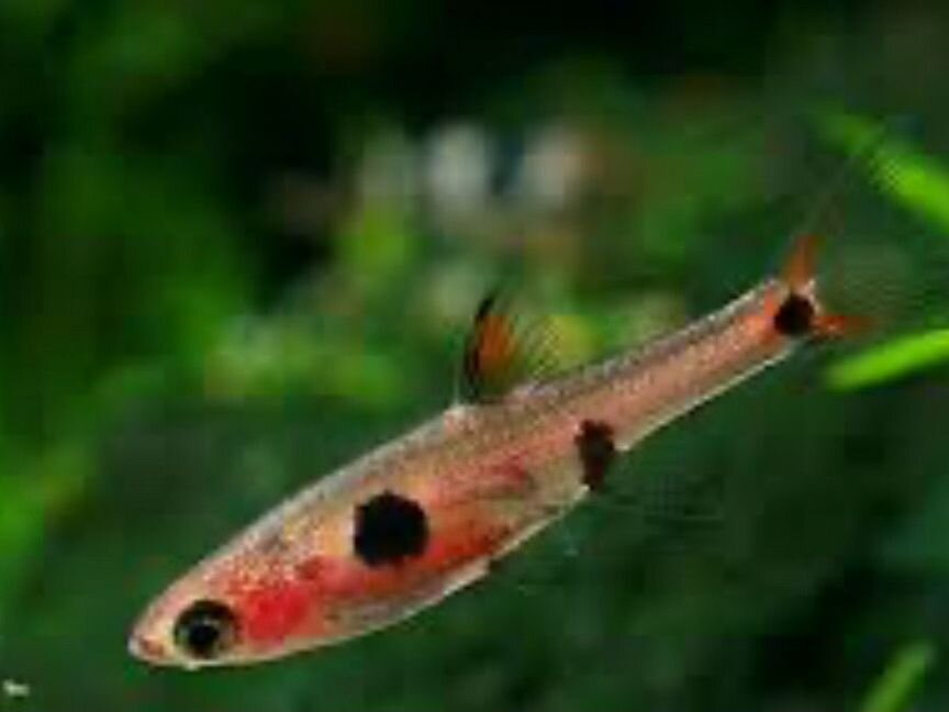 Расбора мукулата