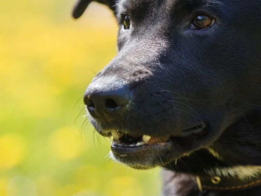 Черри, девочка, 7 месяцев