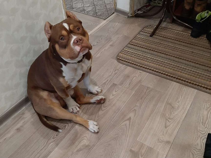 Вязка американский булли