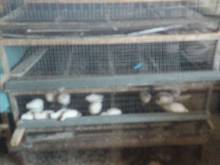 Клетки с перепелами