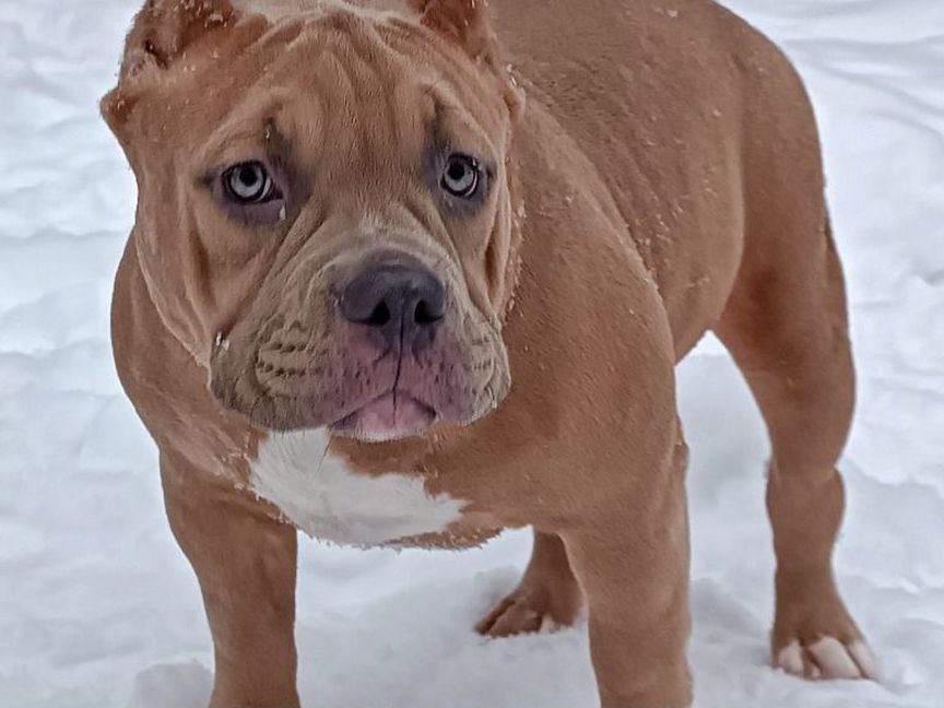 Щенки американского булли