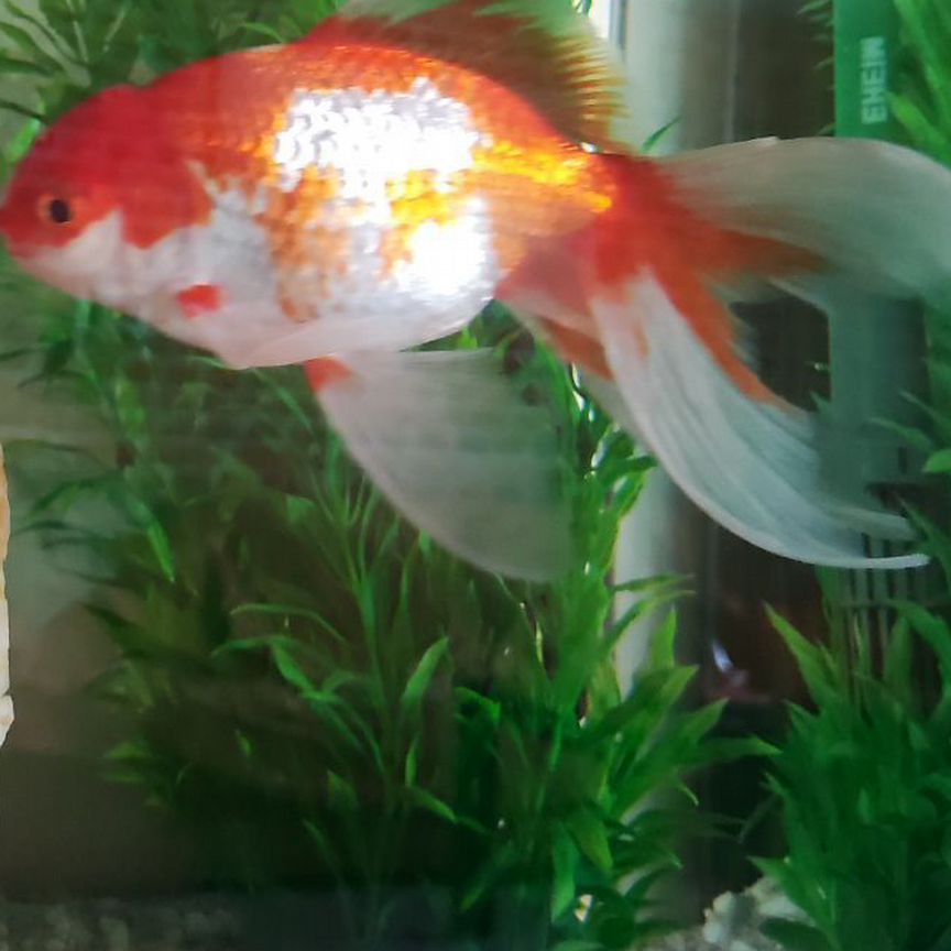 Золотая рыбка вуалехвост