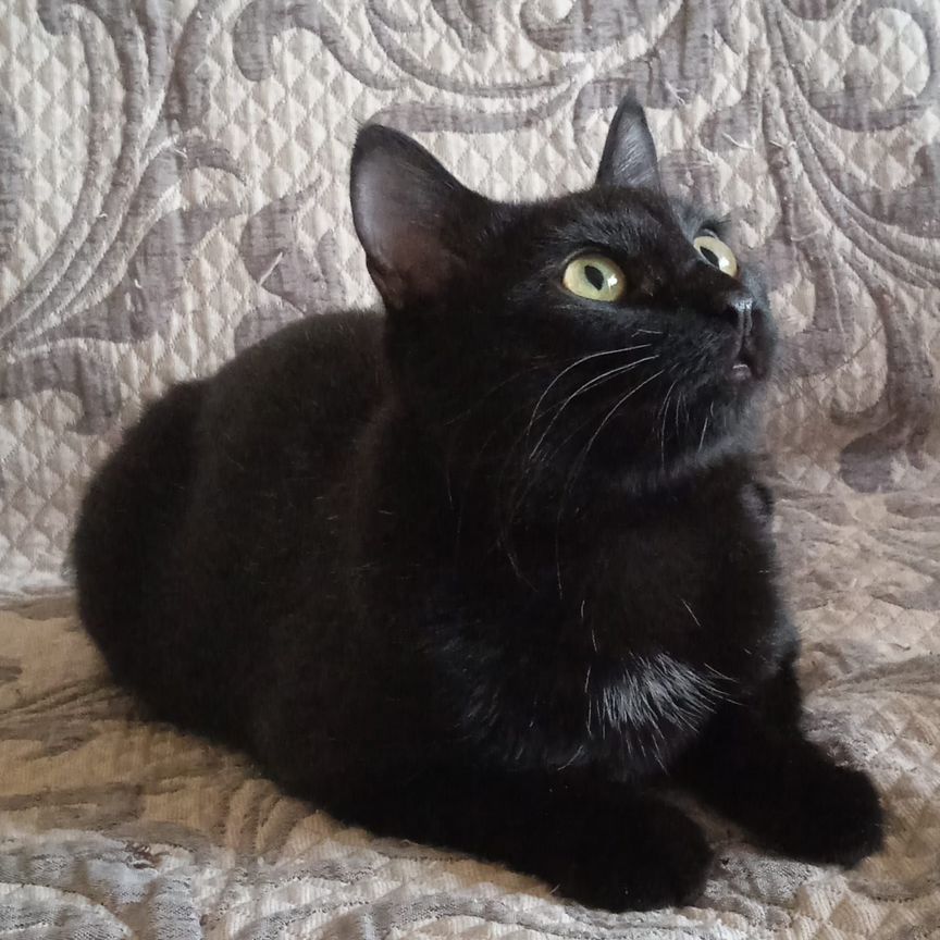 Молодой кот