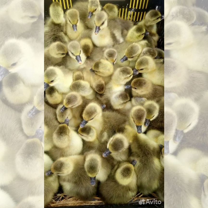 Гуси Датский Легарт и Серый крупный