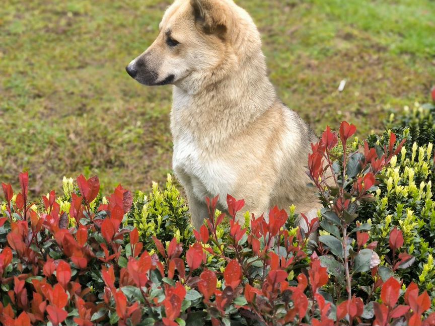 Собака в добрые руки