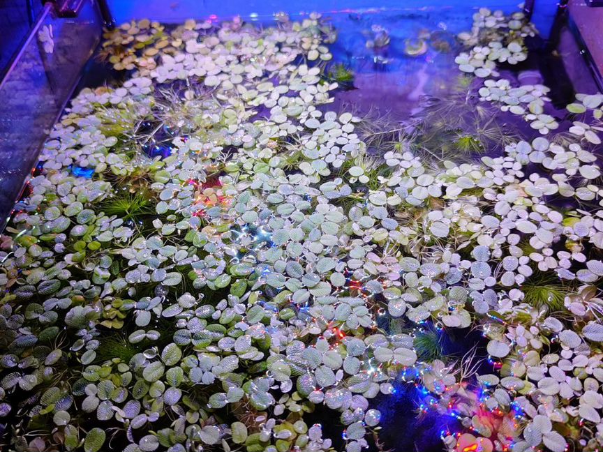 Верхоплавка для аквариума