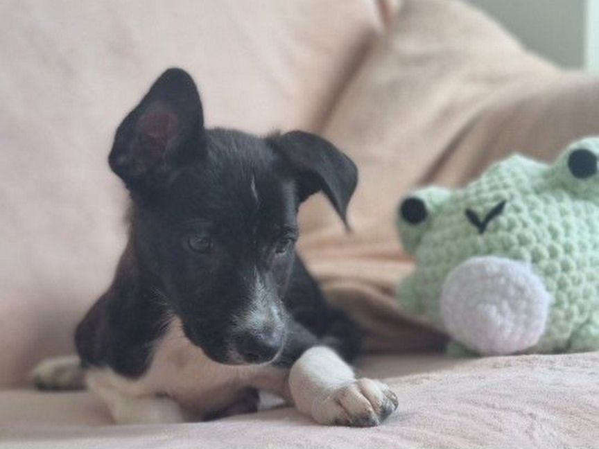 Щенок ищет дом