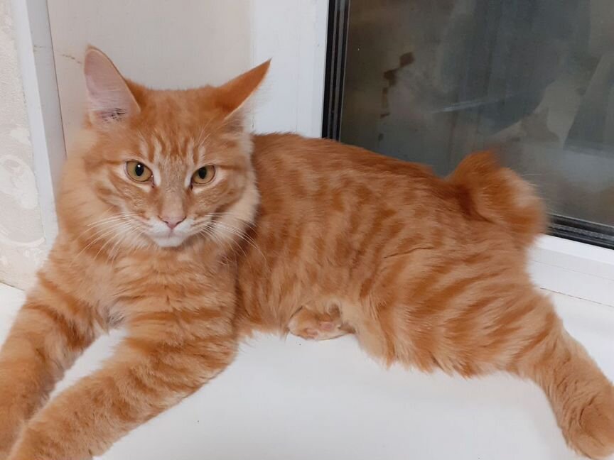 Курильские мальчики кш