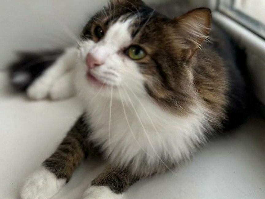 Шикарный кот ищет дом
