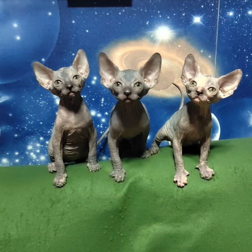 Сфинкс котенок