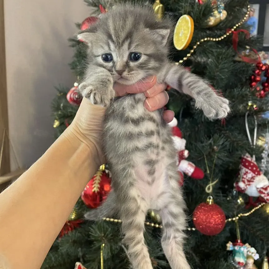 Шотландский котенок девочка