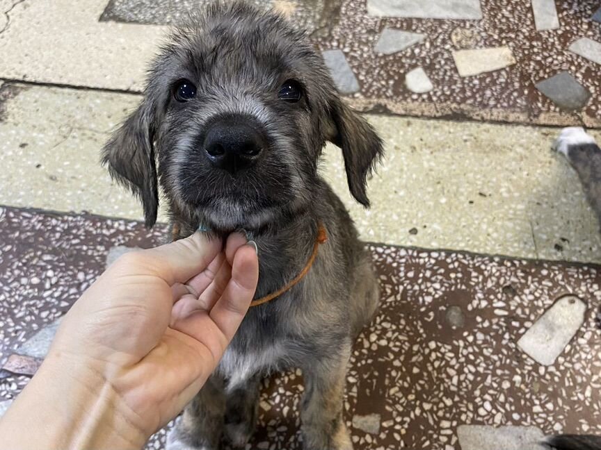 Щенки волкодава