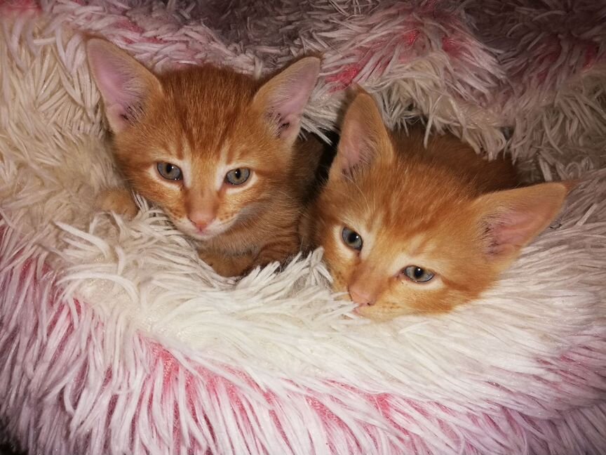 Рыжий котик мальчик