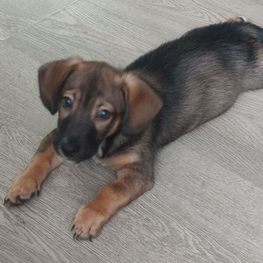 Такса, щенок