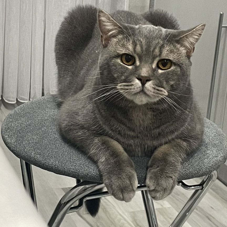 Британский кот