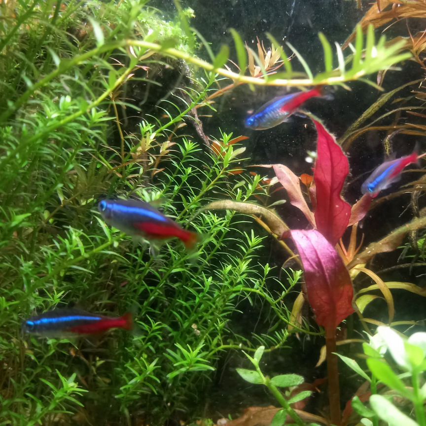 Аквариумные рыбки