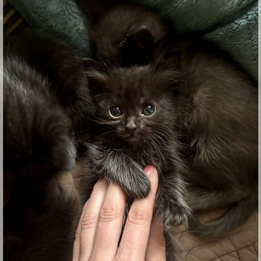 Котята