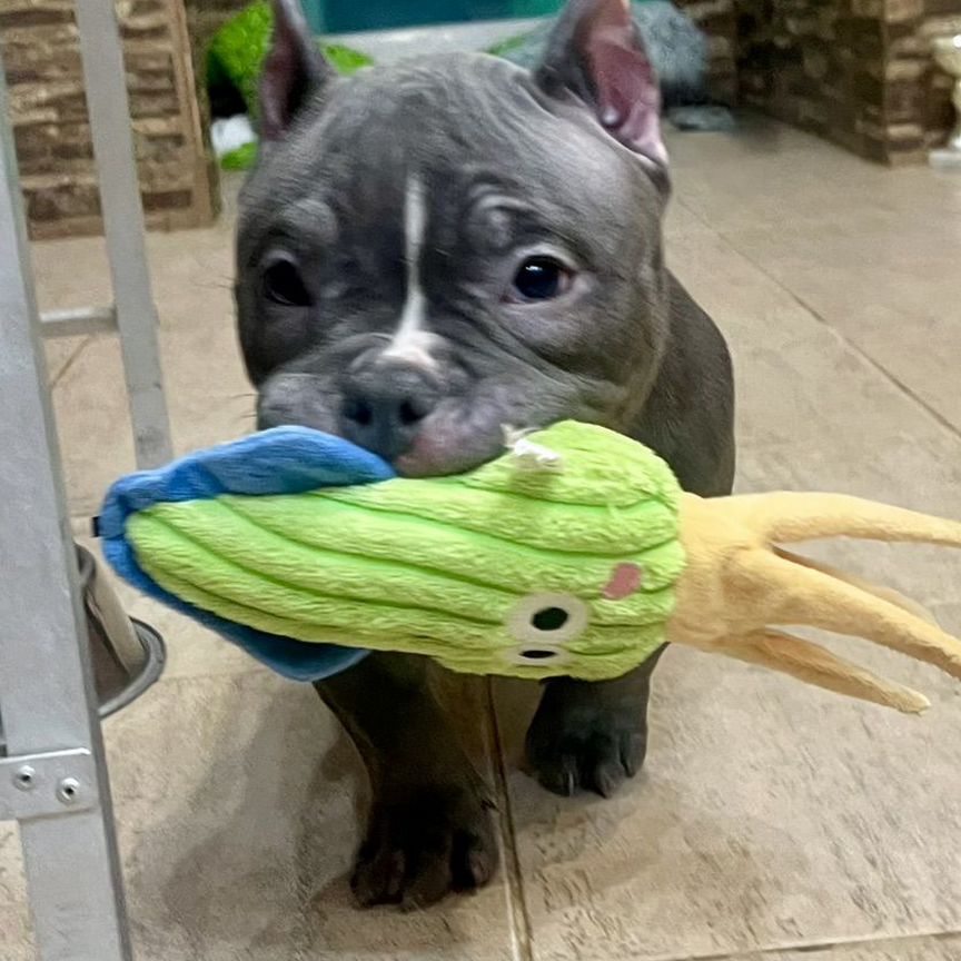 Американский булли, щенок