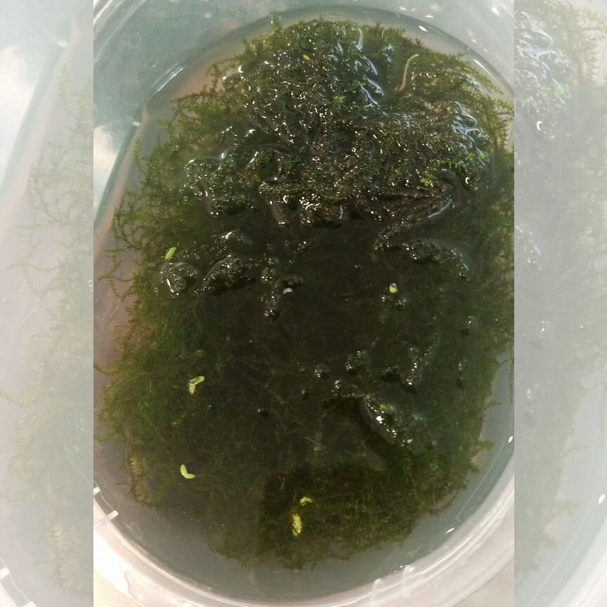 Мох аквариумный