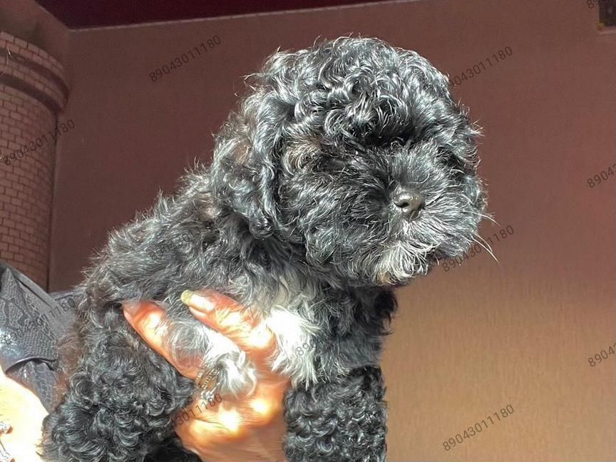 Мальтипу мисмарк