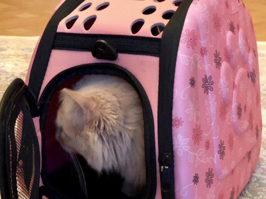 Новая складная переноска для животных