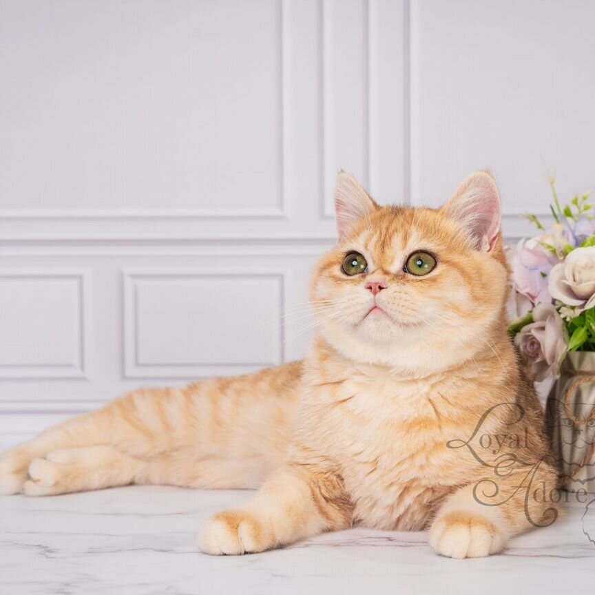 Британский золотой котик