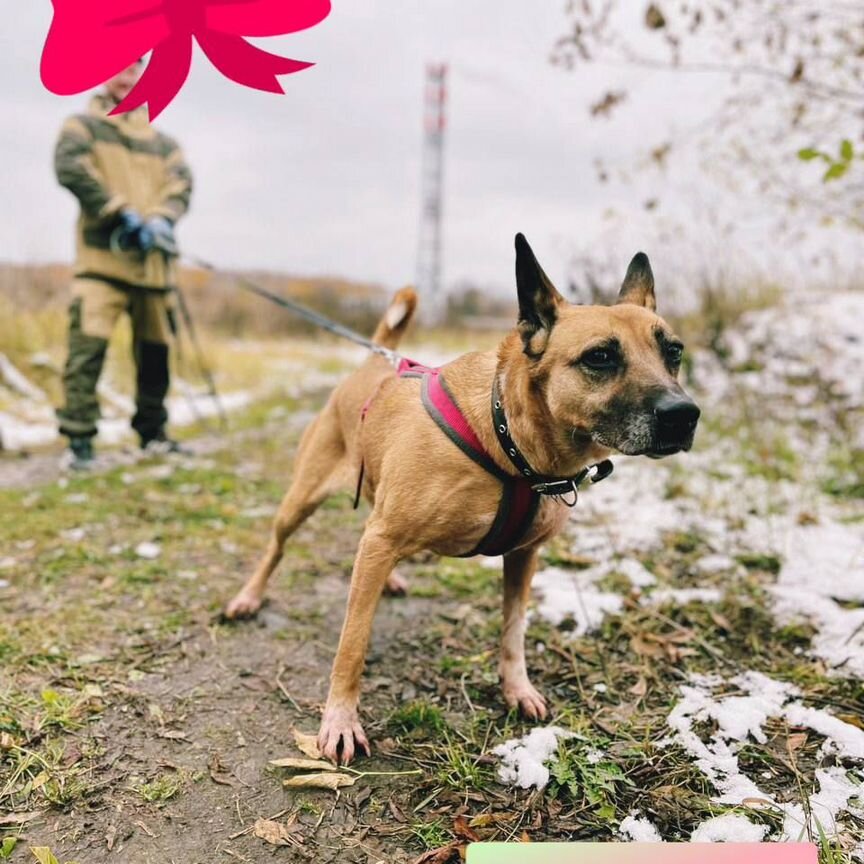 Василиса лучшая собака