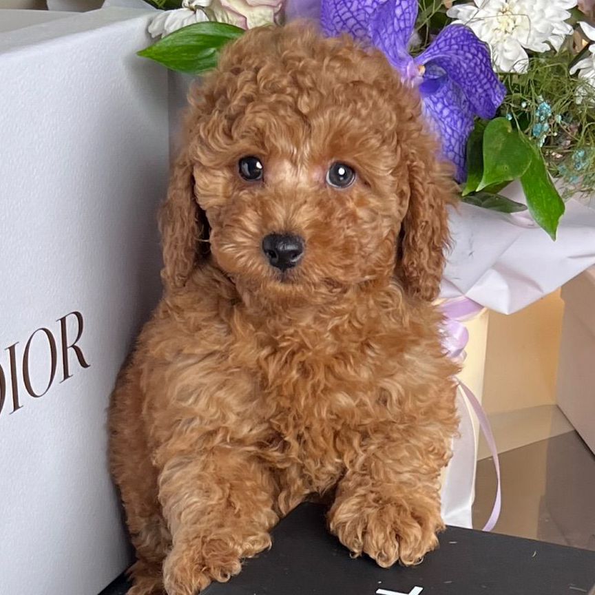 Мальчик пудель red brown мелкая миниатюра щенок