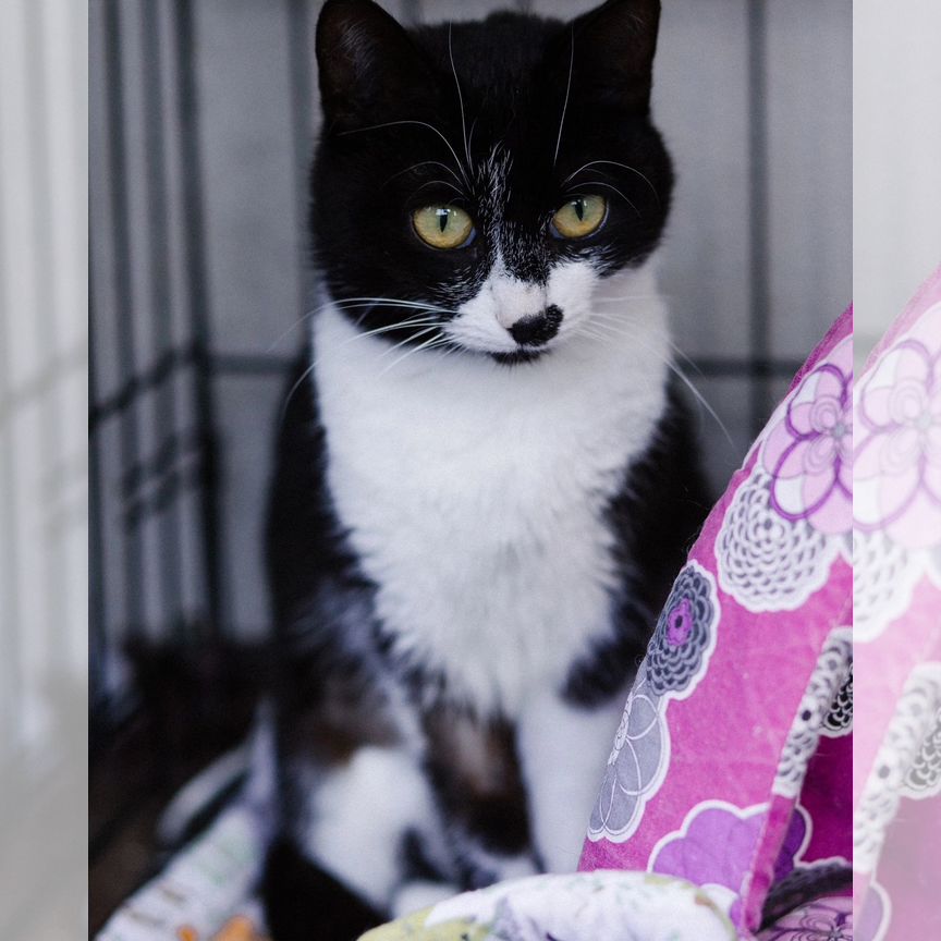 Кошка Хитруля ищет дом