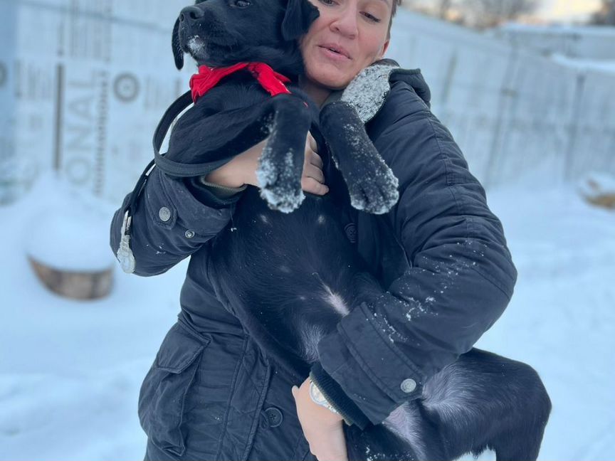 Красивый щенок в хорошие руки