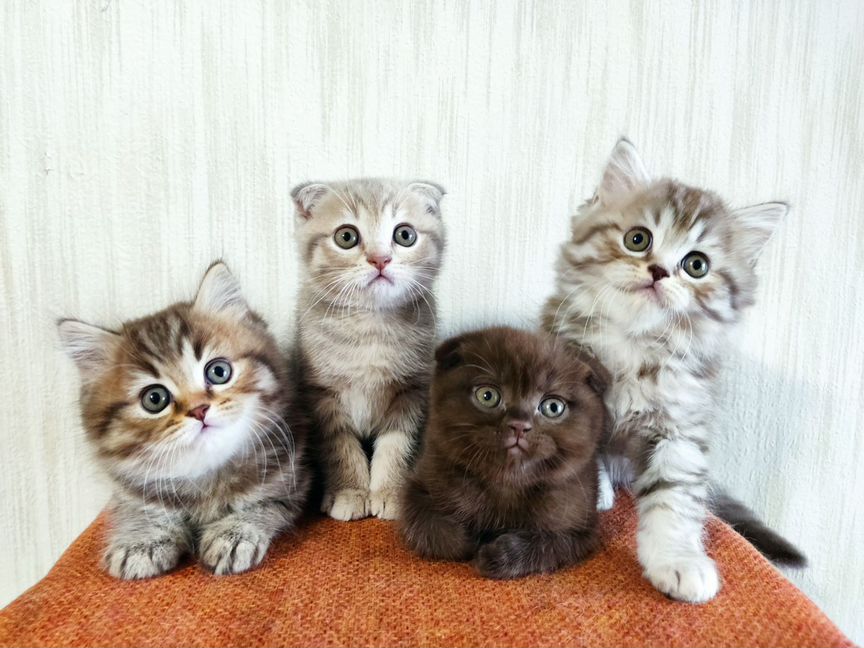Шотландские котята
