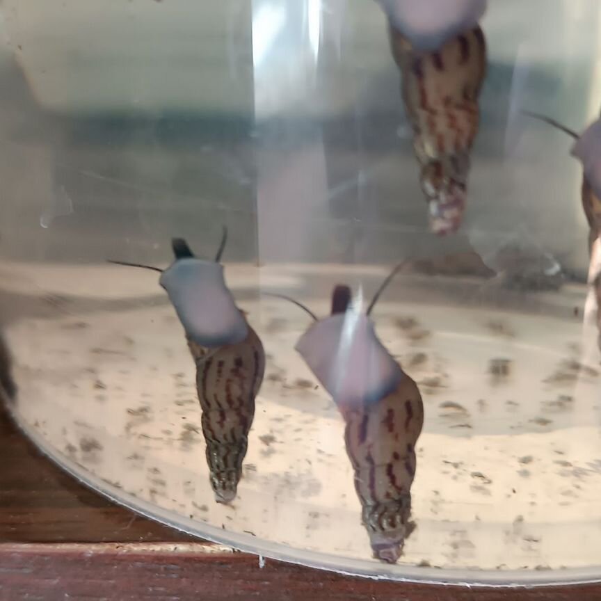 Улитки мелании