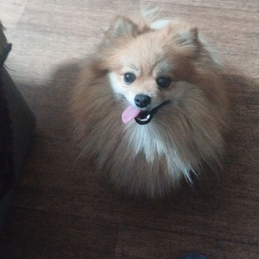 Немецкий шпиц, взрослая собака