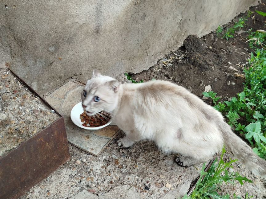 Отдадим кота
