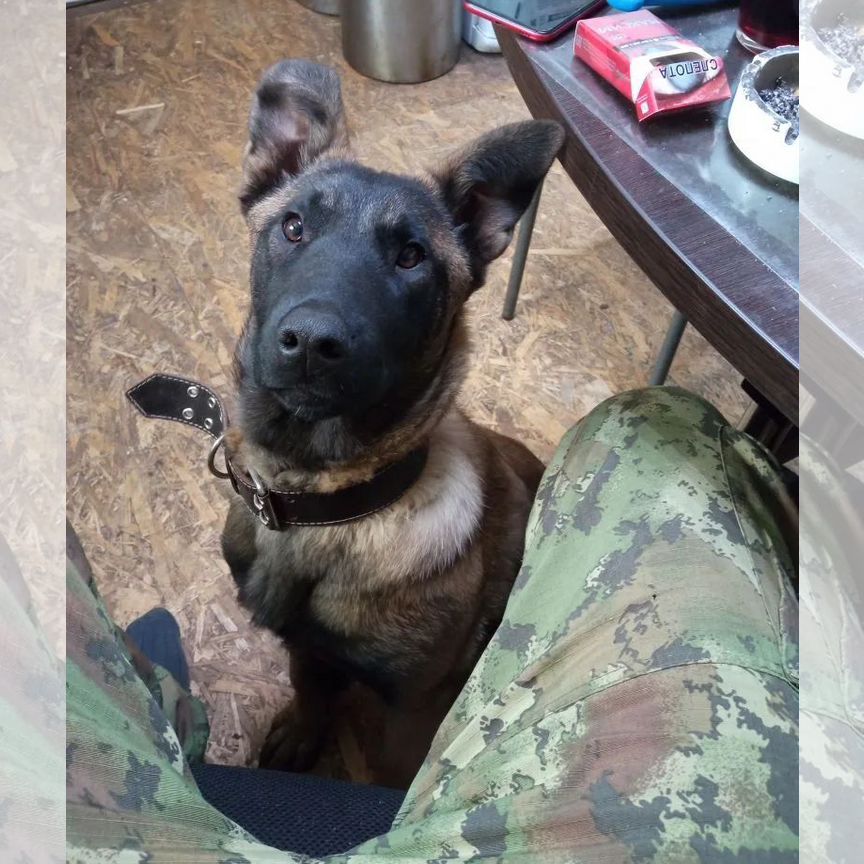 Бельгийская овчарка, щенок