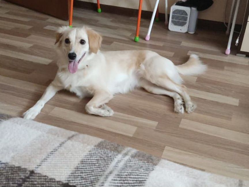 Отдам сабаку в хорошие руки