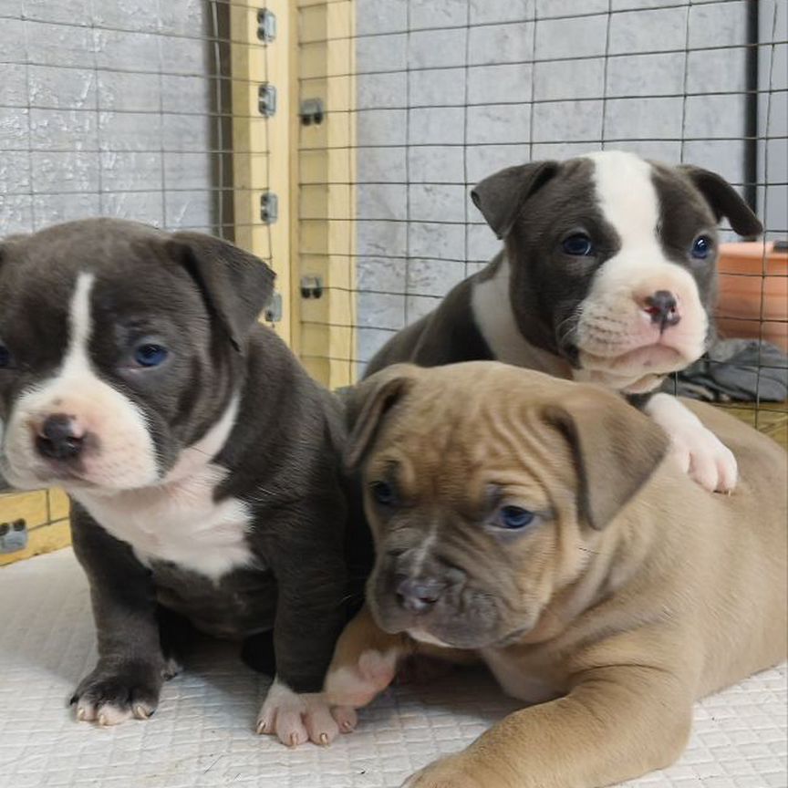 Щенки американского булли